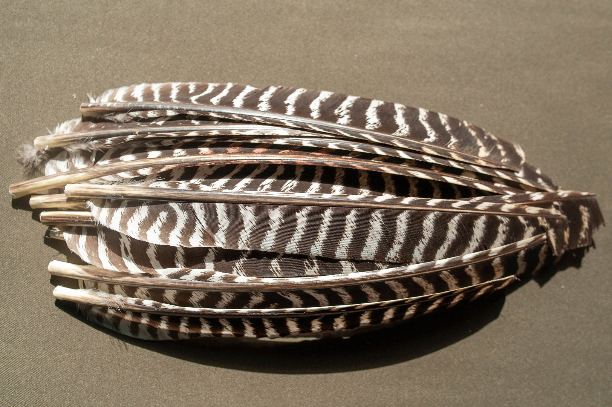 IN STOCK Raw Full Length Primary Feathers – Wild Fletching